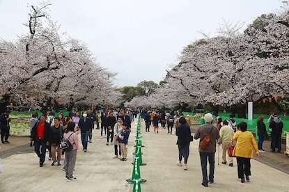 Cherry Blossom Reports 2023 - Tokyo: Full Bloom