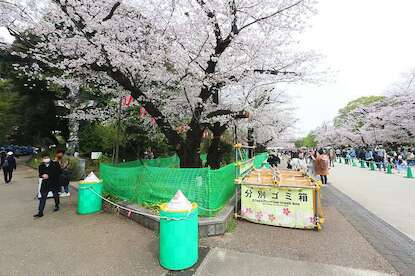 Cherry Blossom Reports 2023 - Tokyo: Full Bloom
