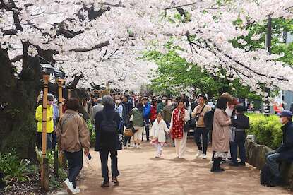 Cherry Blossom Reports 2023 - Tokyo: Full Bloom