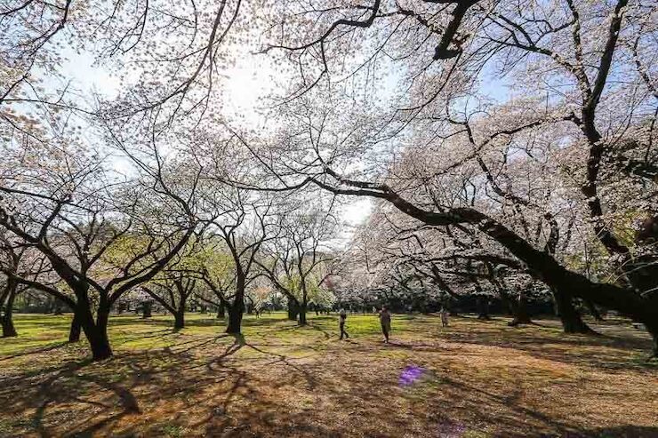 Cherry Blossom Reports 2023 - Tokyo: Approaching Full Bloom