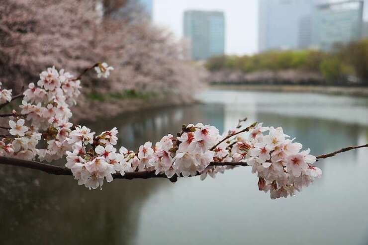 Cherry Blossom Reports 2023 - Osaka: Full Bloom