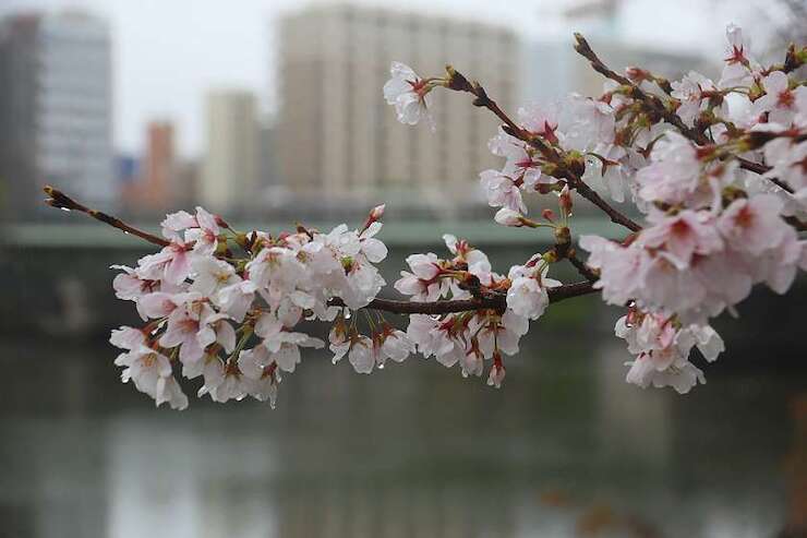 Cherry Blossom Reports 2023 - Osaka: Full Bloom