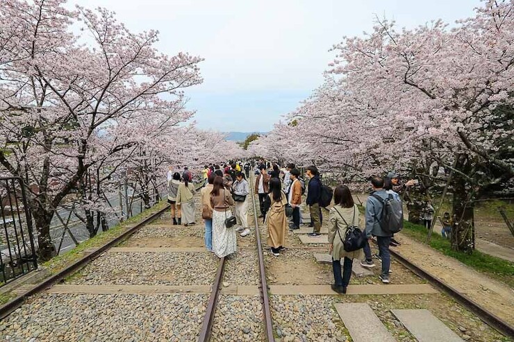 Cherry Blossom Reports 2023 - Kyoto: Petals Starting To Fall
