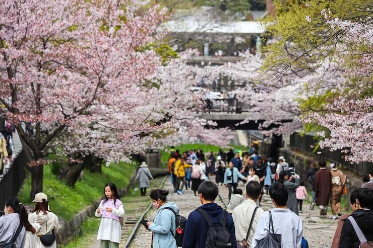 Cherry Blossom Reports 2023 - Kyoto: Petals Starting To Fall