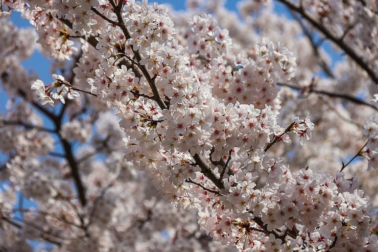 Cherry Blossom Reports 2023 - Kanazawa: Full Bloom