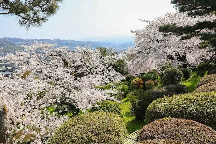 Cherry Blossom Reports 2023 - Kanazawa: Full Bloom