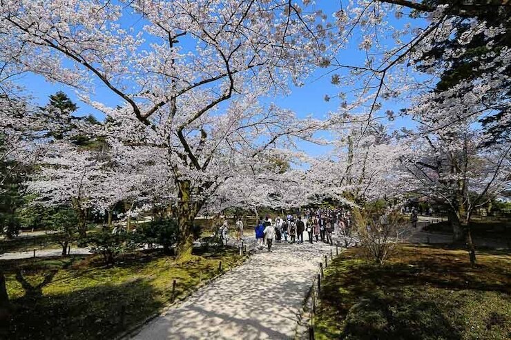 Cherry Blossom Reports 2023 - Kanazawa: Full Bloom