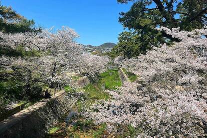 Cherry Blossom Reports 2024 - Kobe: Petals Starting To Fall