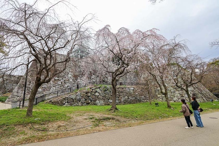Cherry Blossom Reports 2024 - Fukuoka: Just Opened