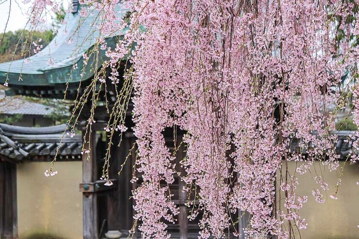 Cherry Blossom Reports 2024 - Kyoto: Blossoms Opening