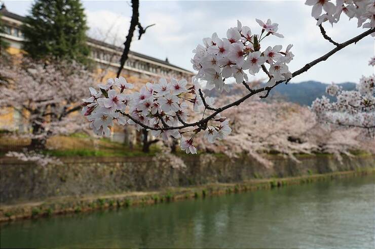 Cherry Blossom Reports 2024 - Kyoto: Full Bloom