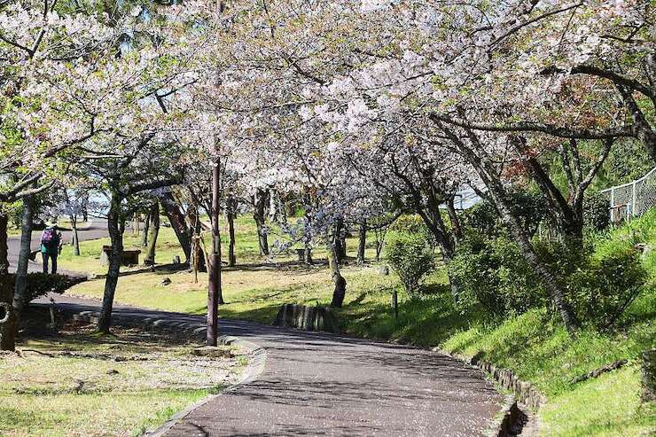 Cherry Blossom Reports 2024 - Kobe: Petals Starting To Fall