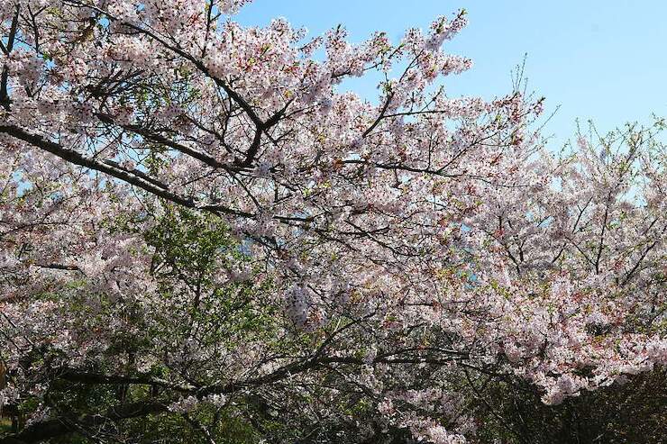 Cherry Blossom Reports 2024 - Kobe: Petals Starting To Fall