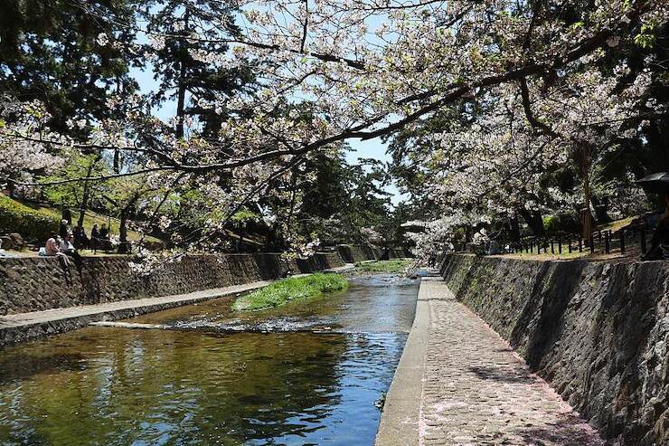 Cherry Blossom Reports 2024 - Kobe: Petals Starting To Fall