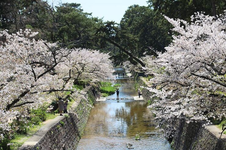 Cherry Blossom Reports 2024 - Kobe: Petals Starting To Fall