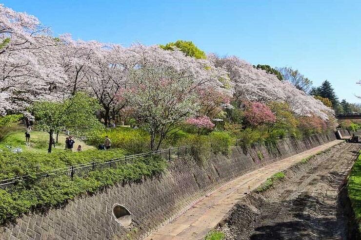 Cherry Blossom Reports 2024 - Tokyo: Petals Starting To Fall