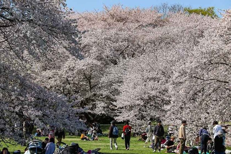 Cherry Blossom Reports 2024 - Tokyo: Petals Starting To Fall