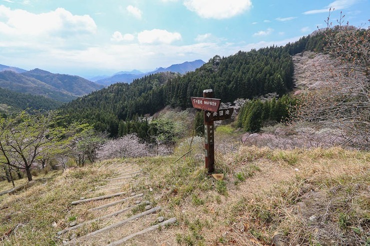 Cherry Blossom Reports 2024 - Mount Myogi: Petals Starting To Fall
