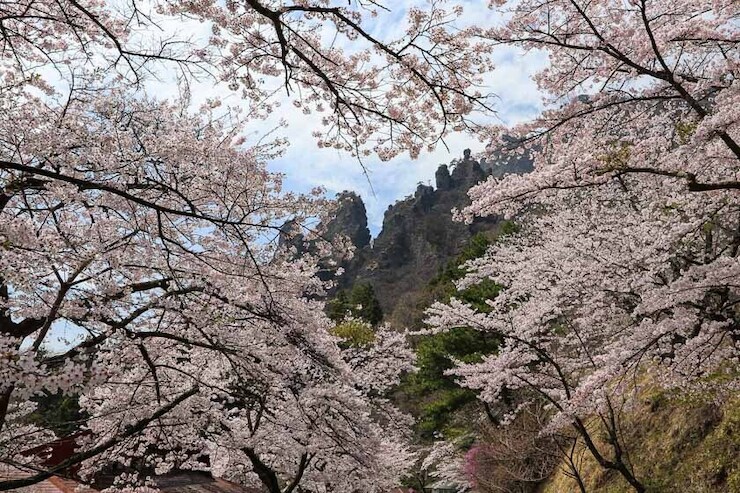 Cherry Blossom Reports 2024 - Mount Myogi: Petals Starting To Fall
