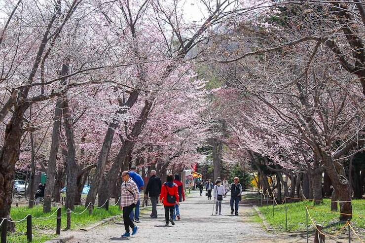 Cherry Blossom Reports 2024 - Sapporo: Full Bloom