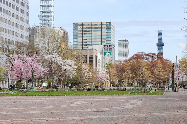 Cherry Blossom Reports 2024 - Sapporo: Full Bloom