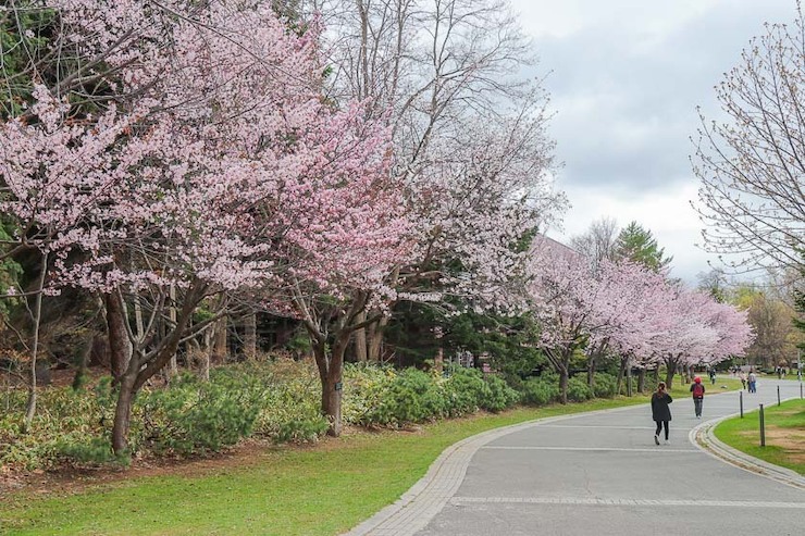 Cherry Blossom Reports 2024 - Sapporo: Full Bloom