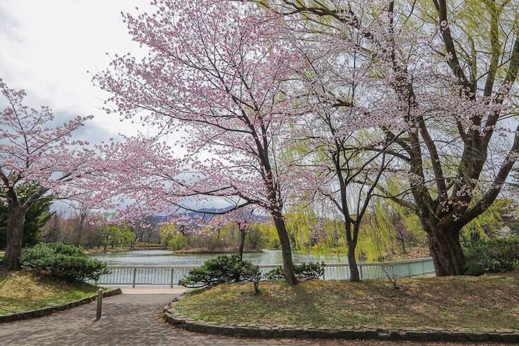 Cherry Blossom Reports 2024 - Sapporo: Full Bloom