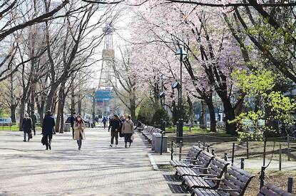 Cherry Blossom Reports 2025 - Sapporo: Full Bloom