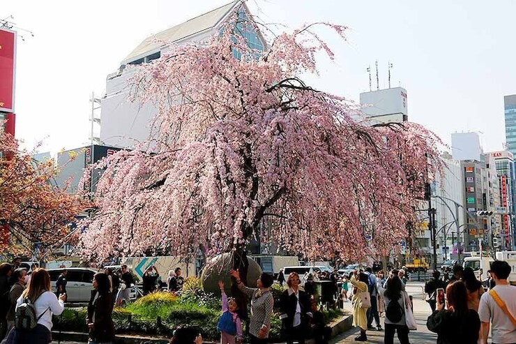 Cherry Blossom Reports 2025 - Tokyo: Just Opened