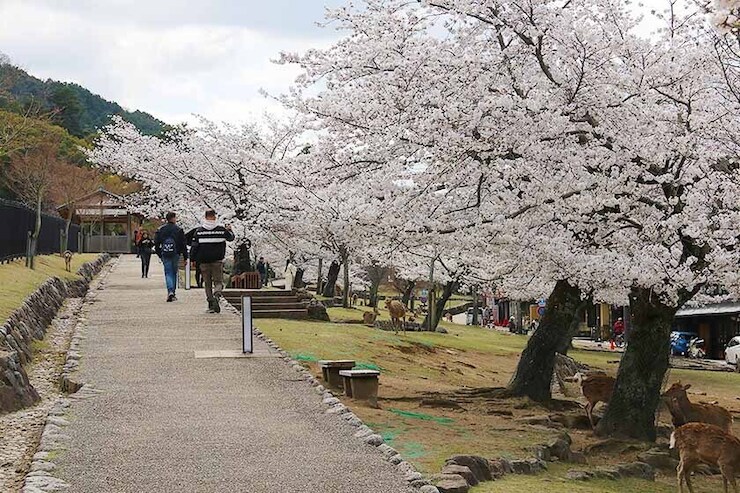 Cherry Blossom Reports 2025 - Nara: Full Bloom