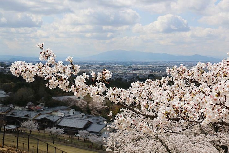 Cherry Blossom Reports 2025 - Nara: Full Bloom