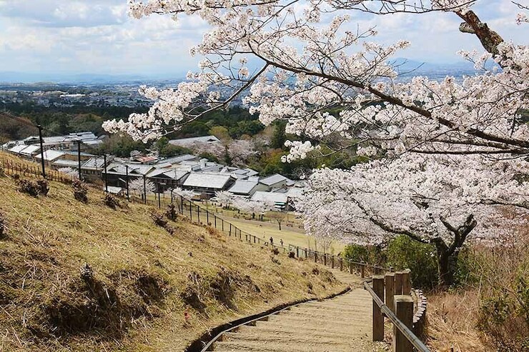 Cherry Blossom Reports 2025 - Nara: Full Bloom