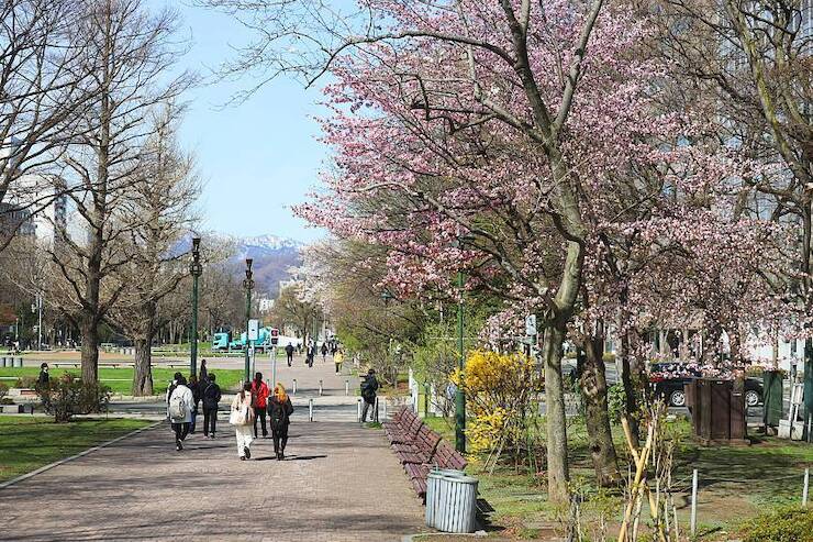 Cherry Blossom Reports 2025 - Sapporo: Full Bloom