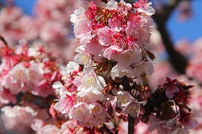 Sam's Japan Travel Journal: Early Blooming in Atami