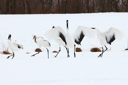 Sam's Japan Travel Journal: Crane Watching in Kushiro
