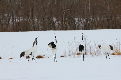 Sam's Japan Travel Journal: Crane Watching in Kushiro