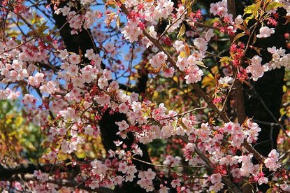 Sam's Japan Travel Journal: Tokyo Early Spring Update