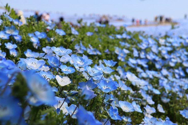 Sam's Japan Travel Journal: Nemophila flowers at Hitachi Seaside Park
