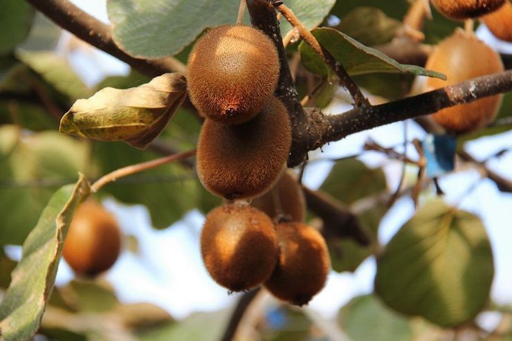 Sam's Japan Travel Journal - Exploring Japan's Tea Town