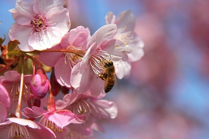 Schauwecker's Japan Travel Blog: Kawazu Cherry Blossom Festival