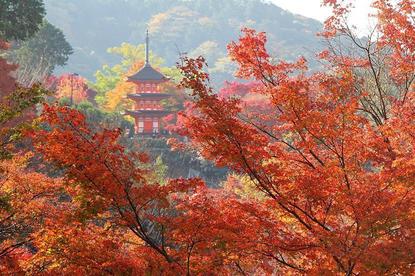 Schauwecker's Japan Travel Blog - Kiyomizudera's main hall reemerges ...