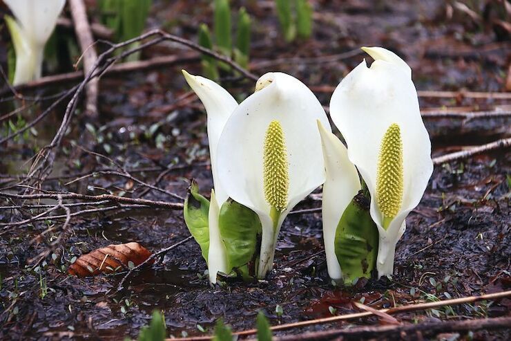 Schauwecker's Japan Travel Blog - Viewing Mizubasho in Oze National Park