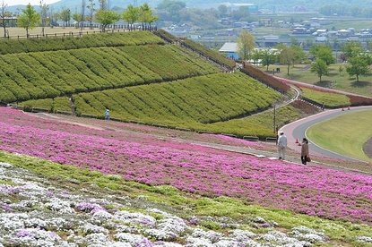 Sean's Japan Travel Journal: Northern Kanto Flower Report