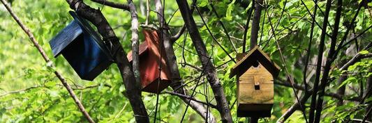 Wild Japan - Experiencing Japan's natural beauty