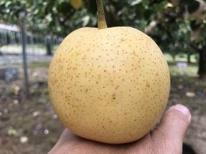 Japan Travel Reports: Asian Pear Picking in Tottori