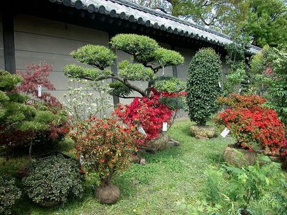 Japan Travel Reports: Flora of Japan