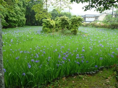 Japan Travel Reports: Flora of Japan