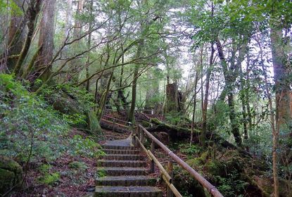 Japan Travel Reports: Best of Japan - Nature