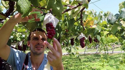 Fruit Picking in Japan