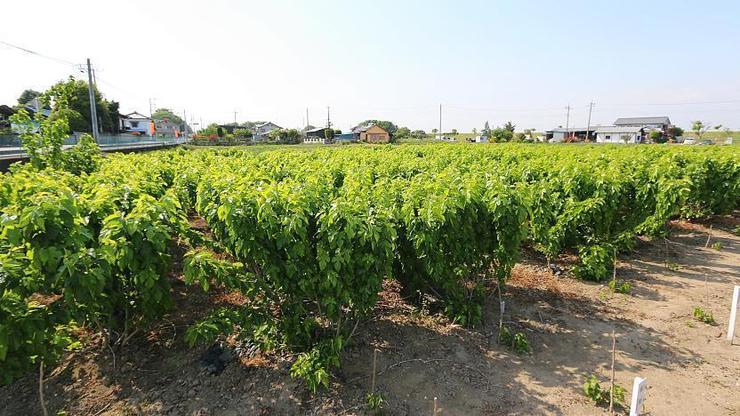 Tajima Yahei Sericulture Farm - Tomioka Travel